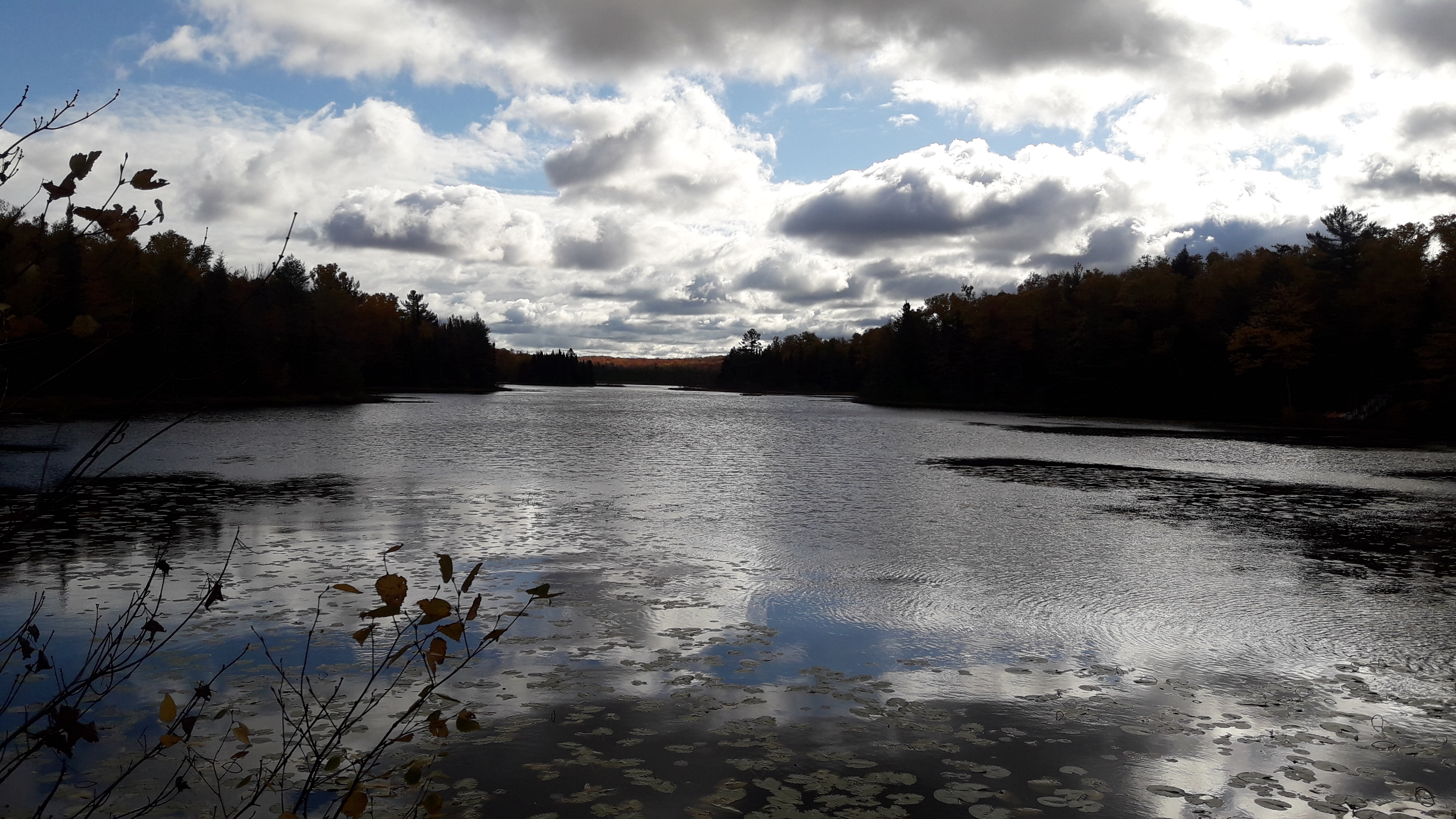 The Gift of this Gray Day – Linnea's Lines